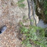 Corral Canyon Loop, California - 1,879 Reviews, Map | AllTrails