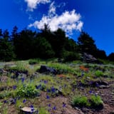 Iron Mountain Trail, Oregon - 639 Reviews, Map | AllTrails