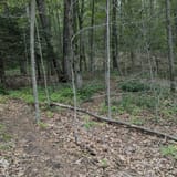 Zoar Trail, Connecticut - 2,339 Reviews, Map | AllTrails