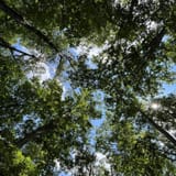 Deep Run Park Trails, Virginia - 1,306 Reviews, Map | AllTrails