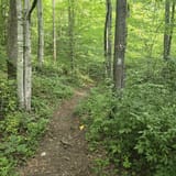 Devil's Racetrack Trail, Tennessee - 599 Reviews, Map | AllTrails