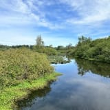 Mercer Slough Nature Park, Washington - 1,047 Reviews, Map | AllTrails