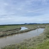 Padilla Bay Trail, Washington - 659 Reviews, Map | AllTrails