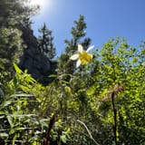 East Rosebud Trail to Elk Lake, Montana - 558 Reviews, Map | AllTrails
