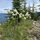 Mount Washington Trail, Washington - 2,958 Reviews, Map | AllTrails