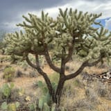 Cactus Forest Loop Drive, Arizona - 462 Reviews, Map | AllTrails