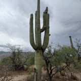 Cactus Forest Loop Drive, Arizona - 460 Reviews, Map | AllTrails