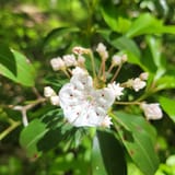 Wolf Rocks Trail, Pennsylvania - 1,408 Reviews, Map | AllTrails