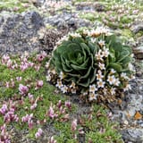 Mount Flora, Eva, Bancroft, and Parry Peak via Mount Flora Trail ...