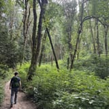 Tryon Creek Triple Bridge Loop, Oregon - 1,649 Reviews, Map | AllTrails