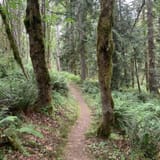 Big Tree Ridge Trail, Washington - 613 Reviews, Map | AllTrails