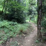 Big Tree Ridge Trail, Washington - 613 Reviews, Map | AllTrails