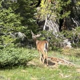 Sun Notch Trail, Oregon - 897 Reviews, Map | AllTrails