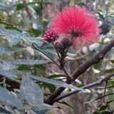 Cabbage Tree Creek, Queensland, Australia - 97 Reviews, Map | AllTrails