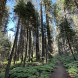 Muir Grove Trail, California - 399 Reviews, Map | AllTrails