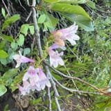 Box Elder Peak via Deer Creek-Dry Creek Trail, Utah - 359 Reviews, Map ...