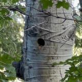 Box Elder Peak via Deer Creek-Dry Creek Trail, Utah - 359 Reviews, Map ...