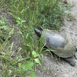 Painted Rocks Nature Trail, Washington - 770 Reviews, Map | AllTrails