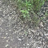 Cold Springs East Fork Trail, California - 345 Reviews, Map | AllTrails