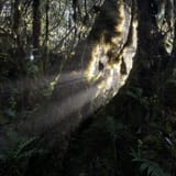 Gunung Yong Belar, Kelantan, Malaysia - 73 Reviews, Map | AllTrails