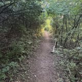 Chestnut Ridge Trail, Virginia - 470 Reviews, Map | AllTrails