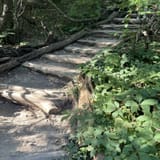 Cedar Ridge Outer Loop, Texas - 2,325 Reviews, Map | AllTrails