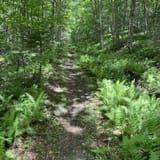 Old Loggers Path, Pennsylvania - 683 Reviews, Map | AllTrails