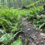 Old Loggers Path, Pennsylvania - 683 Reviews, Map | AllTrails
