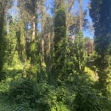 Mount Sutro Loop, California - 2,534 Reviews, Map | AllTrails