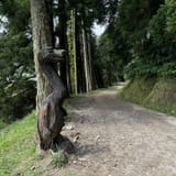 Furnas Lagoon Trail, Azores, Portugal - 514 Reviews, Map | AllTrails