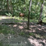 White Bison Loop, Missouri - 2,536 Reviews, Map | AllTrails