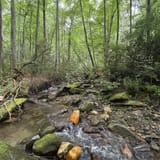Daniel Ridge Loop, North Carolina - 2,075 Reviews, Map | AllTrails