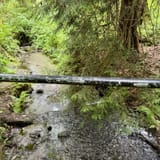 Sword Fern and Highline Trail, Washington - 243 Reviews, Map | AllTrails