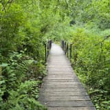 Sword Fern and Highline Trail, Washington - 243 Reviews, Map | AllTrails