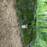 Swope Loop to Pine Hill, New Hampshire - 160 Reviews, Map | AllTrails