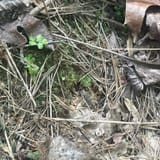 Fonta Flora Trail Loop, North Carolina - 1,781 Reviews, Map | AllTrails