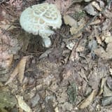 Fonta Flora Trail Loop, North Carolina - 1,781 Reviews, Map | AllTrails