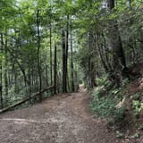 Dukes Creek Trail, Georgia - 3,371 Reviews, Map | AllTrails