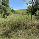 Tanyard Perimeter Loop, Arkansas - 2,968 Reviews, Map | AllTrails