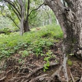 Prefumo Canyon Vista Point Trail, California - 265 Reviews, Map | AllTrails