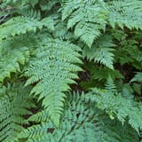 Tonsina Creek Trail, Alaska - 1,516 Reviews, Map | AllTrails