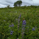 Resurrection Pass Trail, Alaska - 250 Reviews, Map | AllTrails