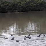 Jells Park Lake Loop, Victoria, Australia - 223 Reviews, Map | AllTrails