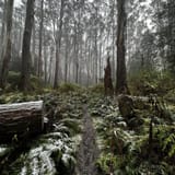 Mount Victoria Track, Victoria, Australia - 317 Reviews, Map | AllTrails