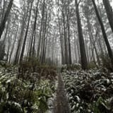 Mount Victoria Track, Victoria, Australia - 317 Reviews, Map | AllTrails