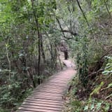 Newlands Forest via the Contour Path, Western Cape, South Africa - 703 ...