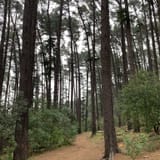 Newlands Forest via the Contour Path, Western Cape, South Africa - 703 ...
