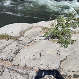 Johnsondale Bridge River Trail, California - 719 Reviews, Map | AllTrails
