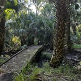 Bulow Woods Hiking Trail, Florida - 227 Reviews, Map | AllTrails