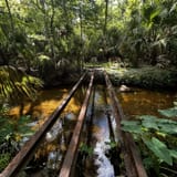 Bulow Woods Hiking Trail, Florida - 227 Reviews, Map | AllTrails